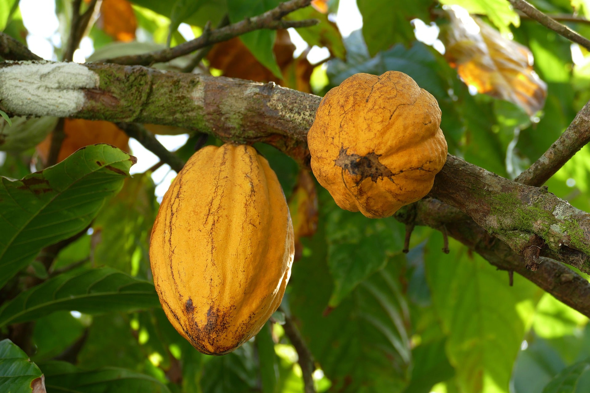 Cacao – Sacred bean